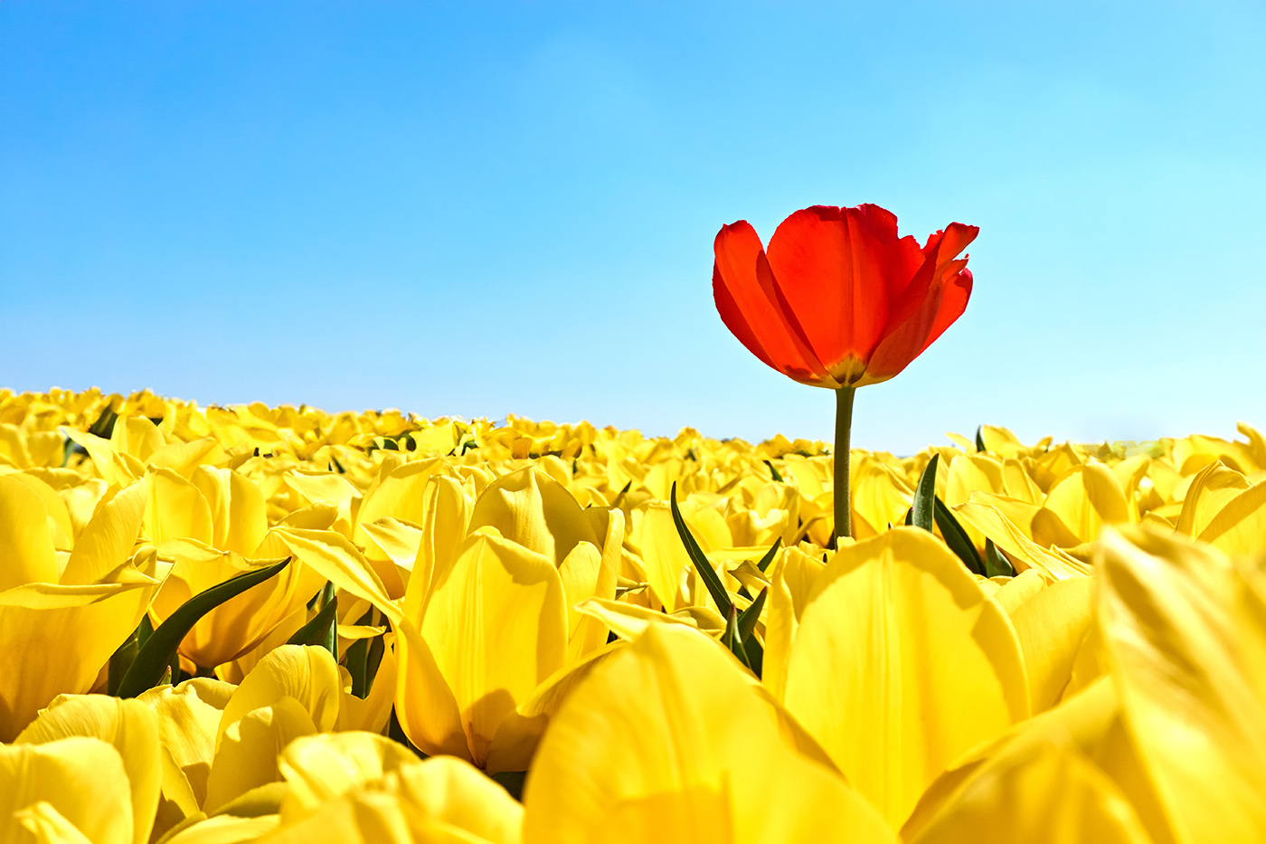 Premiumization vs. Commoditization: Unpacking the Premiumization Trend ...